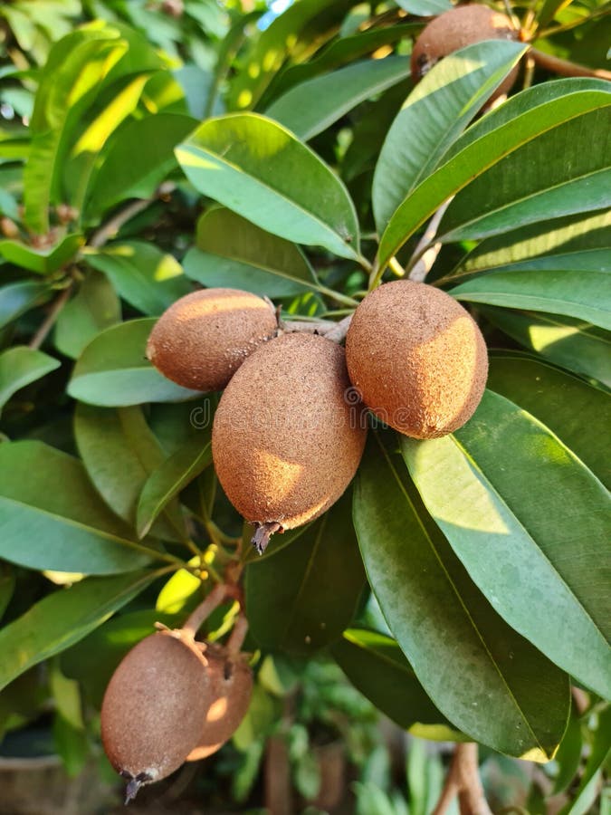 Young Sapodilla Fruit on the Tree Stock Photo - Image of fruit, tropics ...