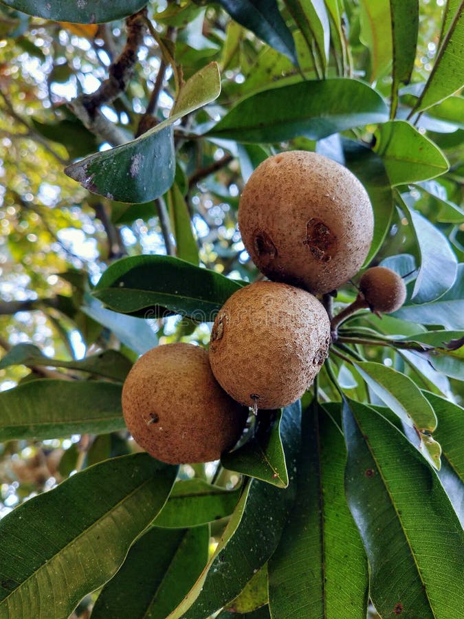 Young sapota on the treeb stock image. Image of tree - 291799751
