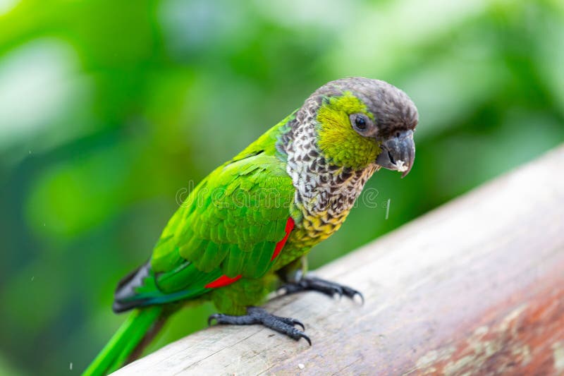 Young Scaly-headed Parrot, Brazil Stock Image - Image of wild ...
