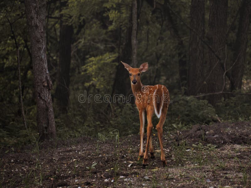 Young Scared Deer in a Dark Dense Forest Stock Image - Image of forest ...