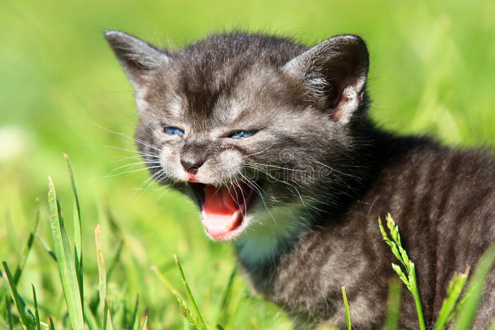 Young scared kitten stock photo. Image of miaow, baby - 19820112