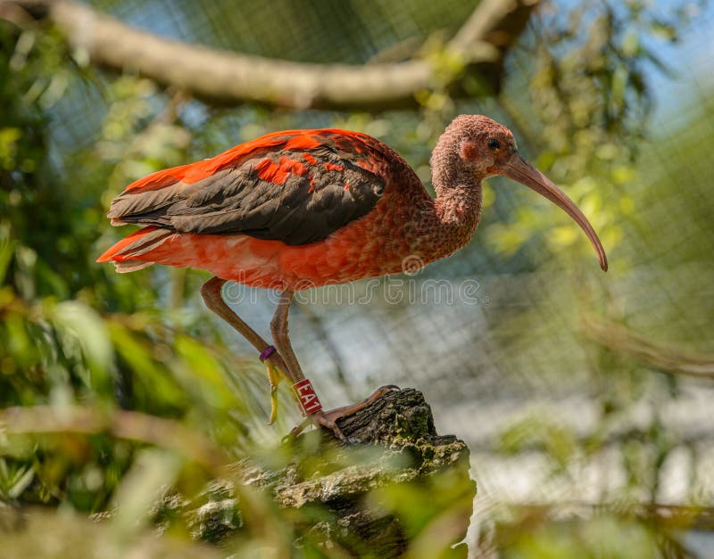 Young Scarlet Ibis Eudocimus Ruber Bird on Dead Stem Stock Image ...