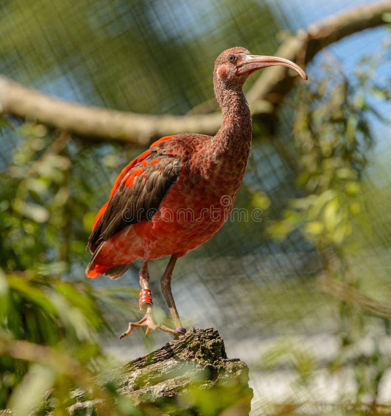 Young Scarlet Ibis Eudocimus Ruber Bird on Dead Stem Stock Image ...