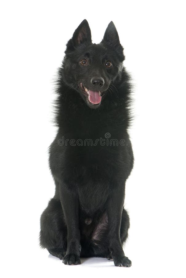 Schipperke Mix Puppies