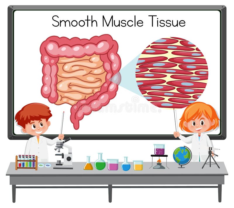 Young Scientist Explaining Smooth Muscle Tissue in Front of a Board ...