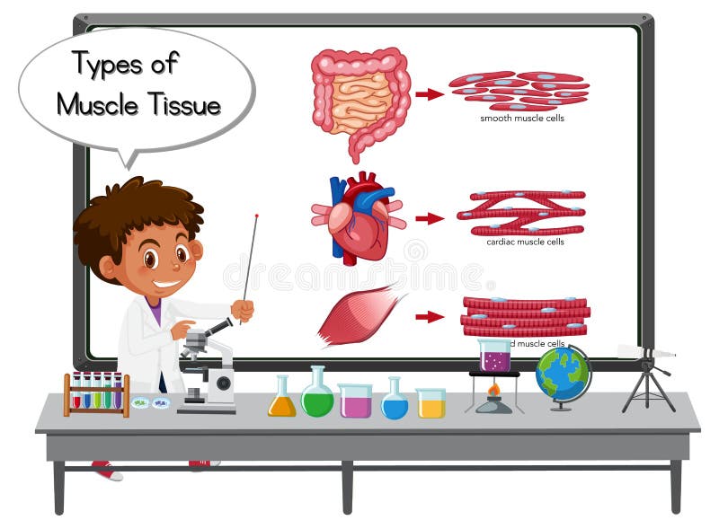 Young Scientist Explaining Types of Muscle Tissue in Front of a Board ...