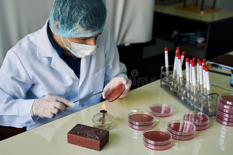 Young Scientist Inoculating Agar Plates with Bacteria in Laboratory ...