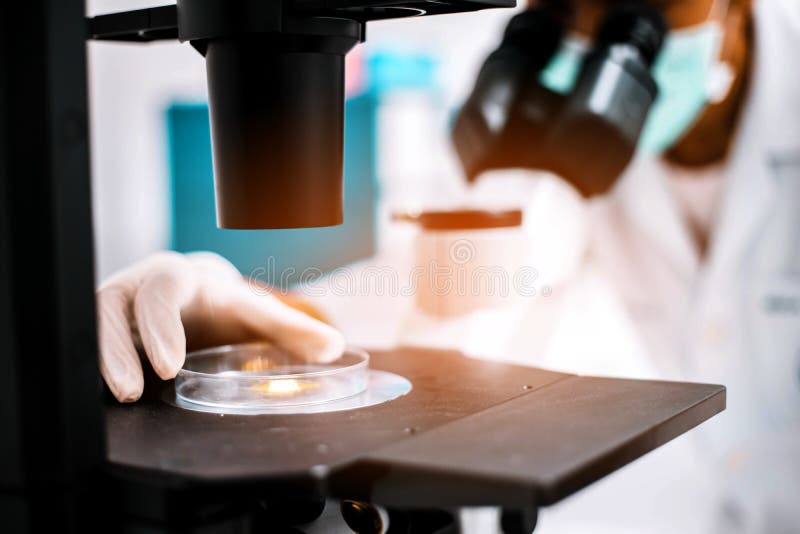 Scientist Looking at Microscope and Sample in Plate. Select Focus on ...