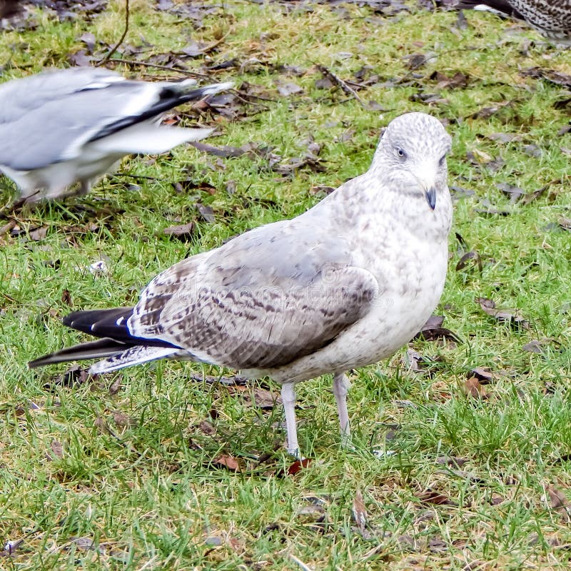 Young Seagul in Gothenburg Sweden Stock Image - Image of seagul, sweden ...