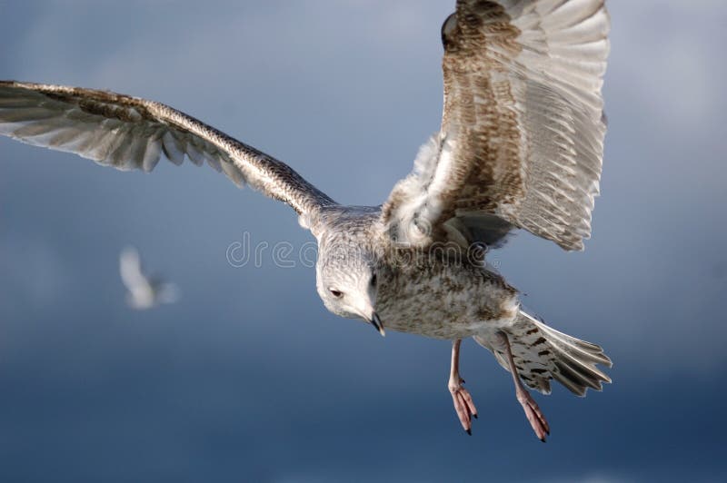 Young seagull stock photo. Image of scavaging, feathers - 10328604