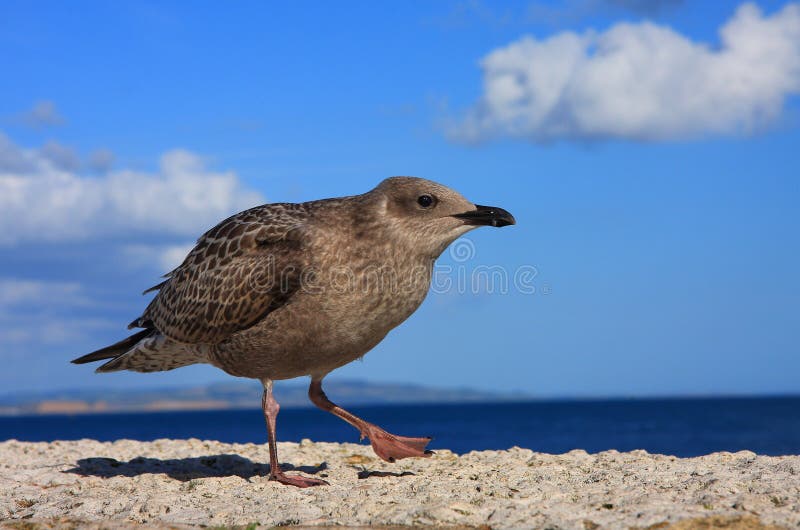 Young Seagull stock image. Image of wildlife, blue, seabird - 11868875