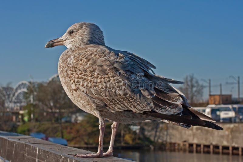 Young seagull in the city stock photo. Image of bird - 17440788