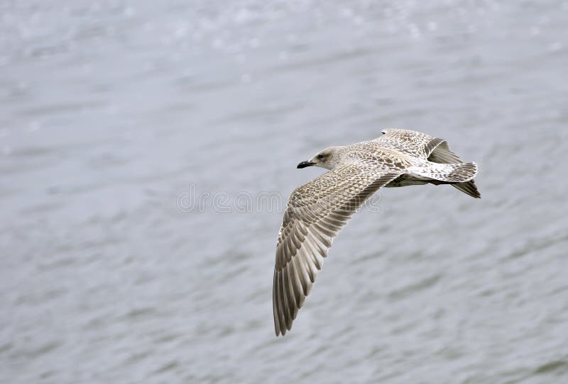 Seagull Turning in Flight. Gull Bird Turning with Wings Outstretched ...