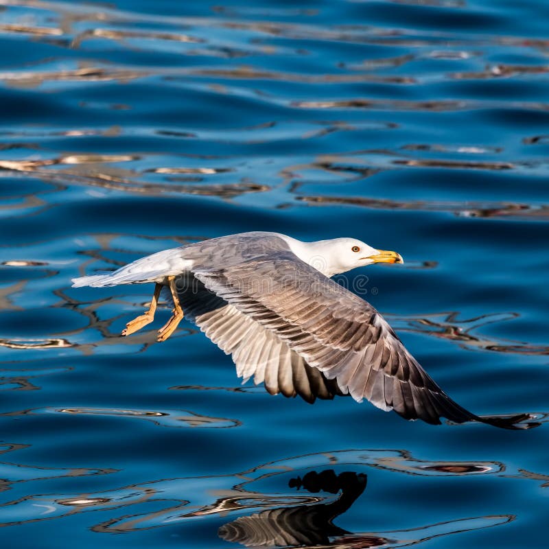 Young seagull stock image. Image of sunshine, high, heaven - 42104047