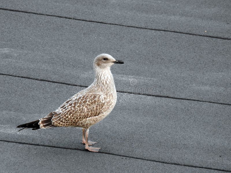 Young seagull stock photo. Image of feather, fauna, legs - 96697840