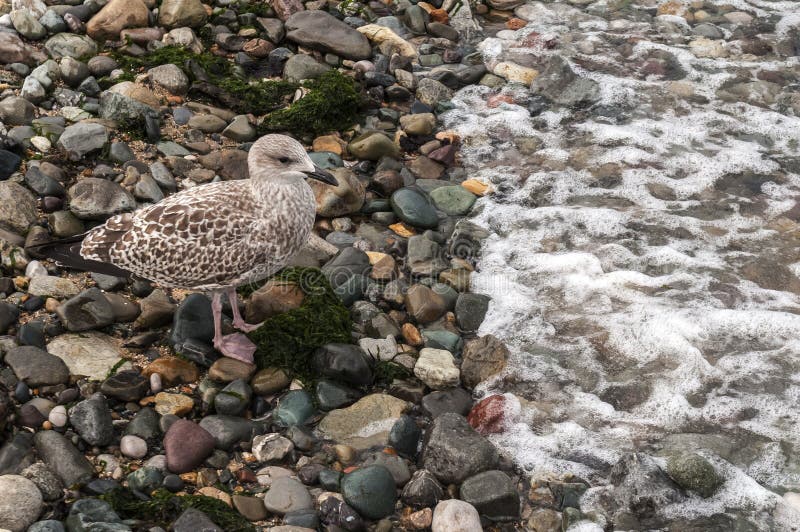 Young Seagull at the Shoreline Stock Photo - Image of seaside, seagull ...