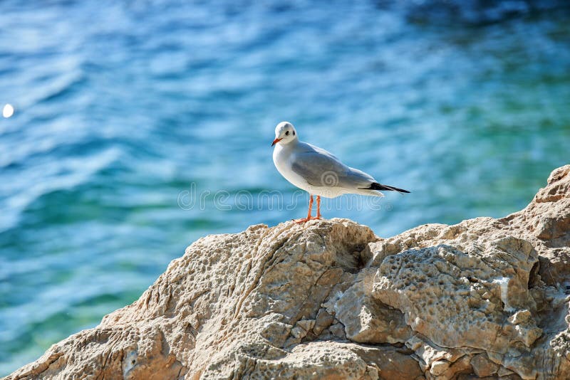 Young Seagull Standing on a Rock Stock Photo - Image of wildlife, bird ...