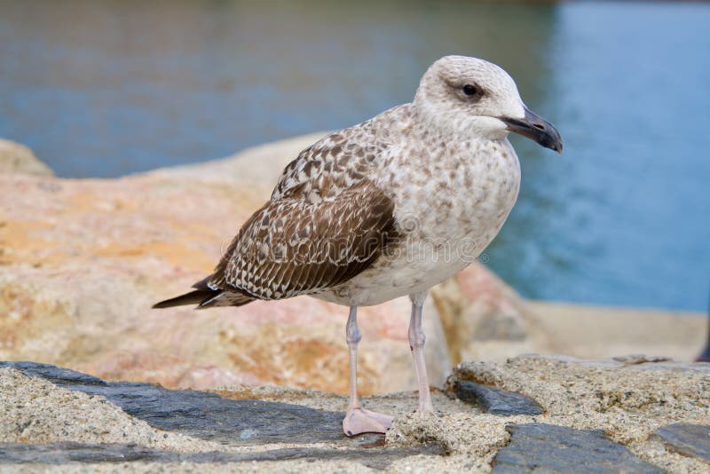 Young seagull stock photo. Image of soar, shore, water - 233482210