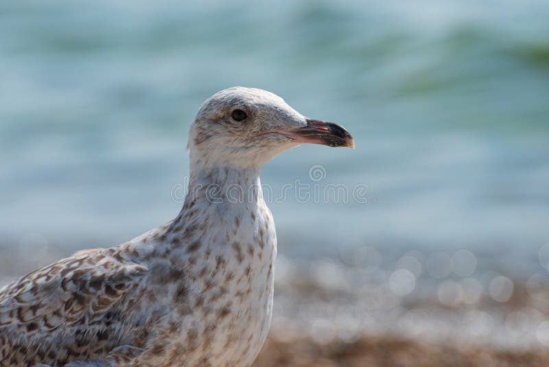 Young Seagull Walking on a Sand Beach.. Stock Photo - Image of wildlife ...