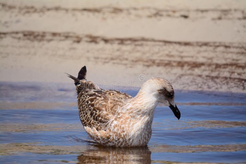 Young seagull on the water stock image. Image of landscape - 57699833