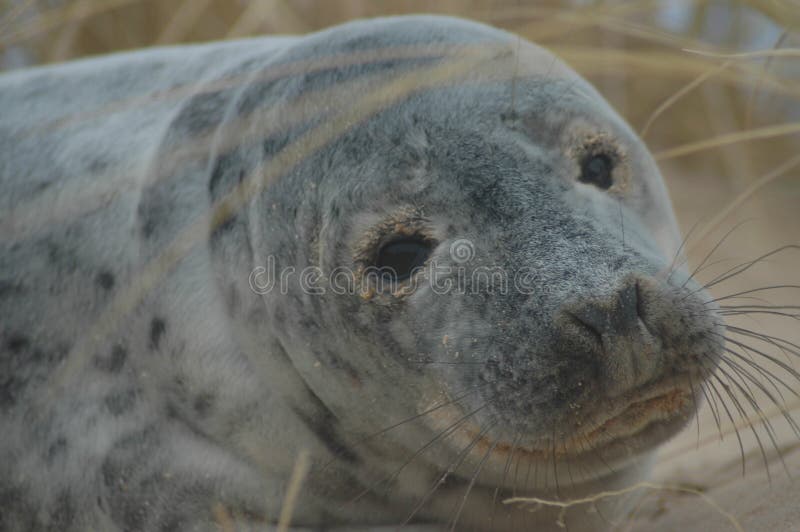 Young Seal. stock image. Image of nature, harbour, combs - 86295135