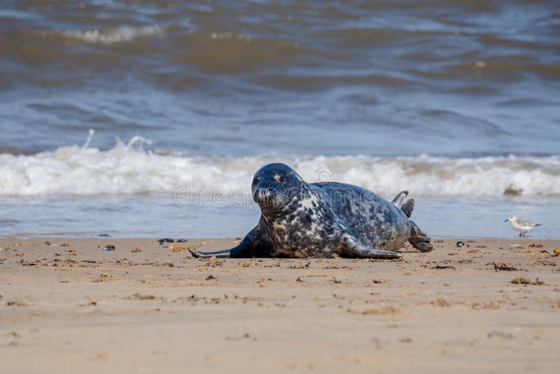 Young Seal Having Fun in Norfolk Beach by the Water Stock Image - Image ...