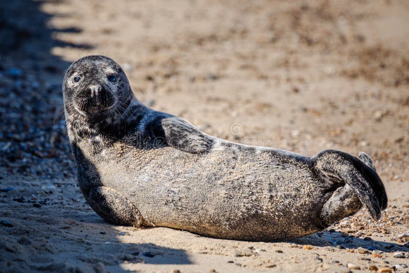 Young Seal Having Fun in Norfolk Beach by the Water Stock Image - Image ...