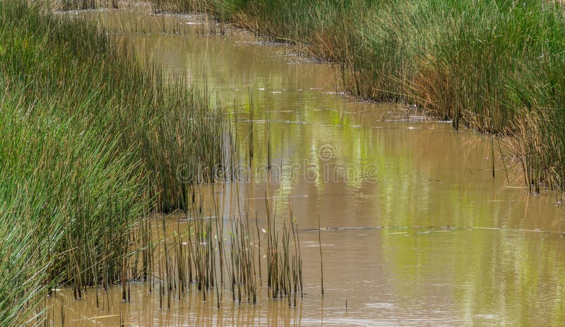 Young sedge stock photo. Image of marshland, green, swamp - 30928886