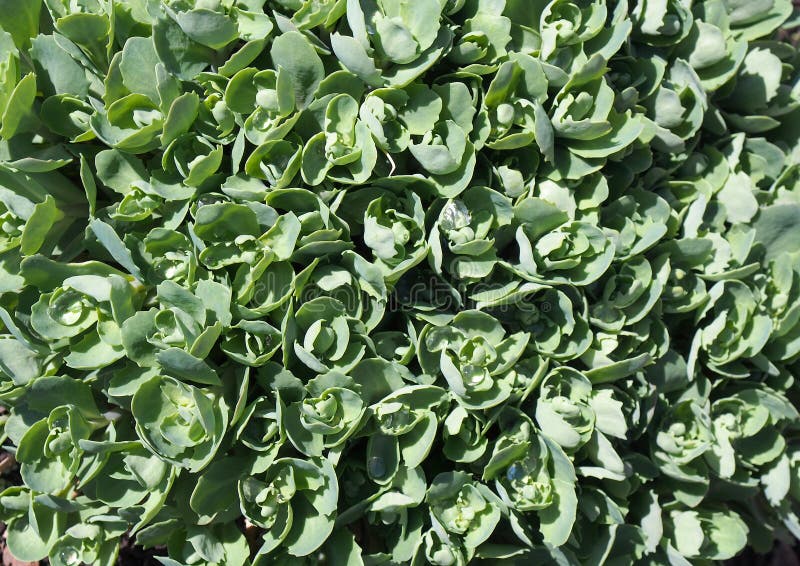 Young Sedum Sprouts in Spring Stock Photo - Image of pattern, growth ...