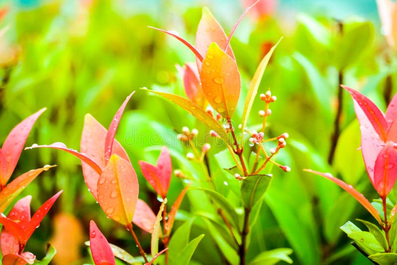 Young Red Leaves Christina Was Born in the Rainy Season Stock Photo ...