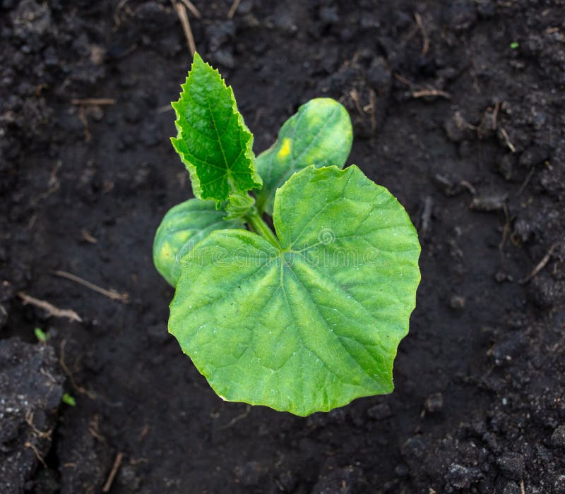 Young Seedling of Cucumber in the Ground. Stock Photo - Image of plant ...
