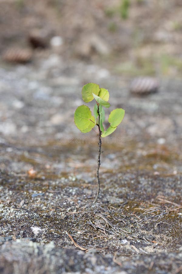 Young Seedling Growing on the Ground in Early Spring Stock Photo ...
