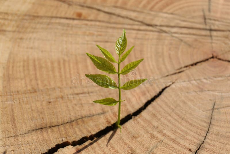 Young Seedling Growing Out of Tree Stump, Closeup. New Life Concept ...