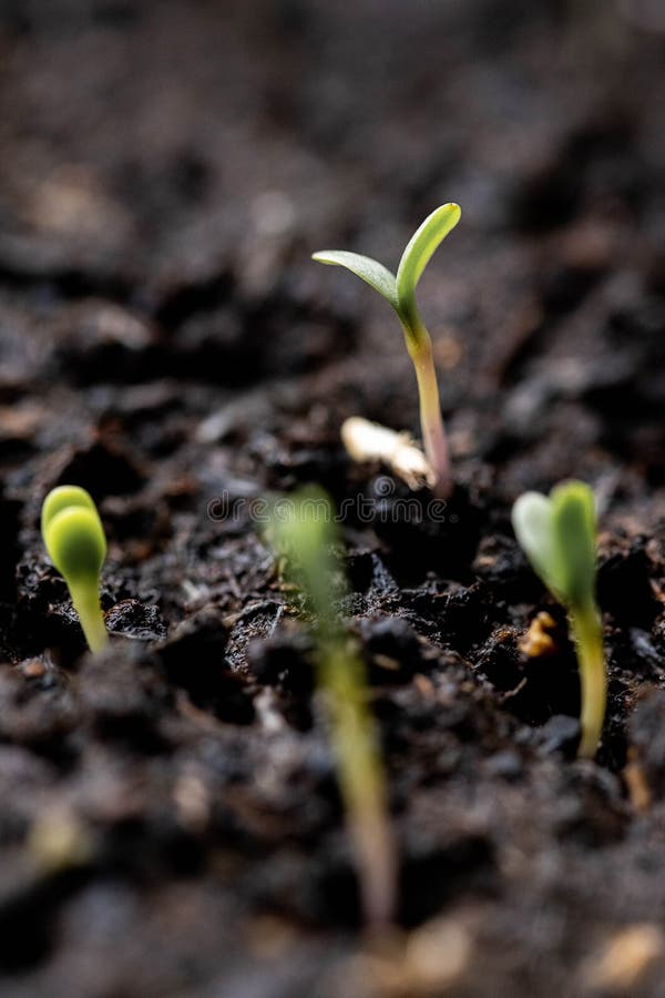 Young Seedling Growing from Soil, New Life Concept. Stock Photo - Image ...