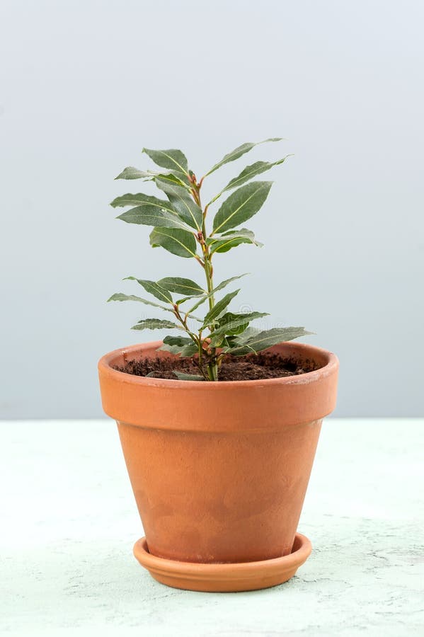 105 Laurus Pot Stock Photos - Free & Royalty-Free Stock Photos from ...