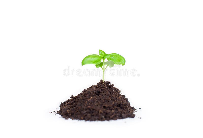 Young Seedling Plant in the Ground on a White Background Stock Image ...
