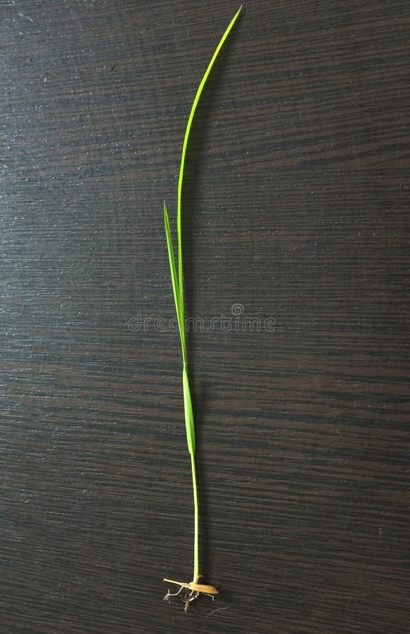 Rice seedling stock photo. Image of grain, garden, organic - 25432532