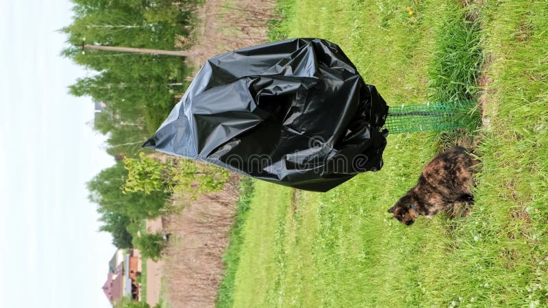 Young Seedling Tree and Its Buds are Protected from Frost with Covering ...