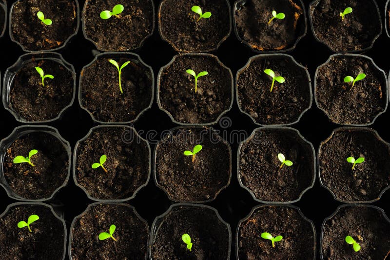 Sprout stock photo. Image of opening, seed, life, grow - 20085554