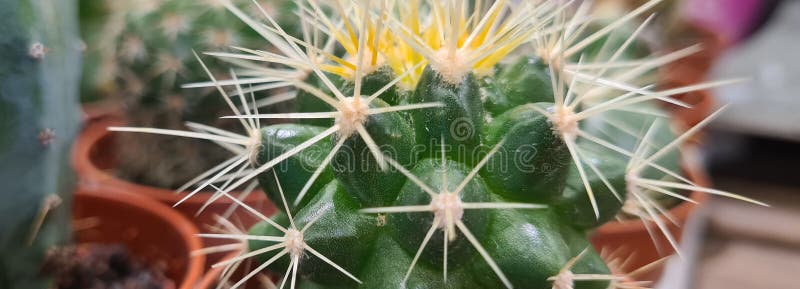 Notocactus Types Stock Photos - Free & Royalty-Free Stock Photos from ...