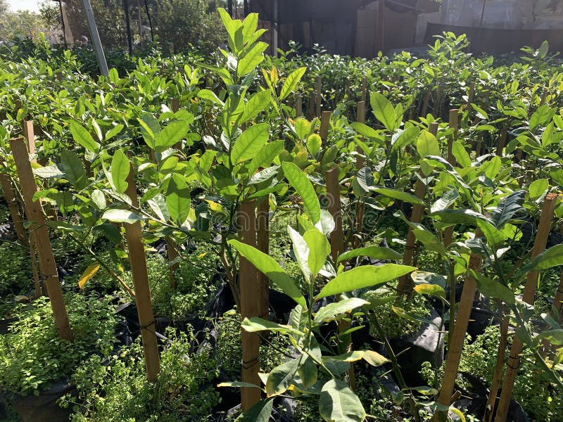 Etrog Citrus Tree Seedlings Stock Photo - Image of plantation, growth ...