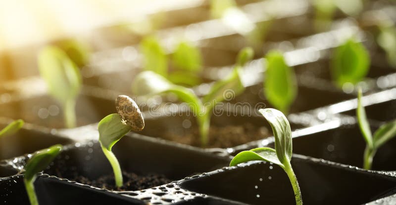 Young Seedlings Growing in Plastic Tray with Soil, Closeup. Banner ...