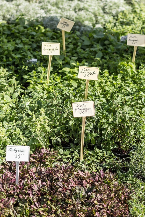 Young Seedlings of Plants with Price Tags on the Shelf of a Herbal ...