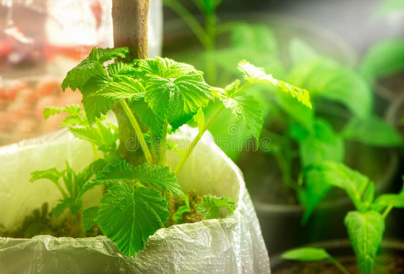 Young Seedlings of Raspberry. Green Sprout of Young Plant. Gardening ...