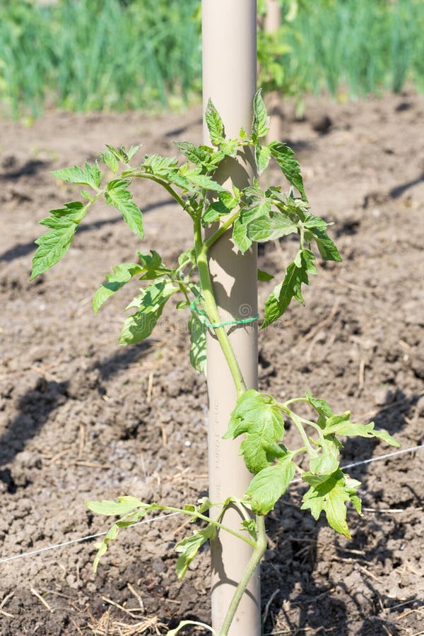 Young Seedlings of Tomatoes Attached To the Poles Stock Image - Image ...