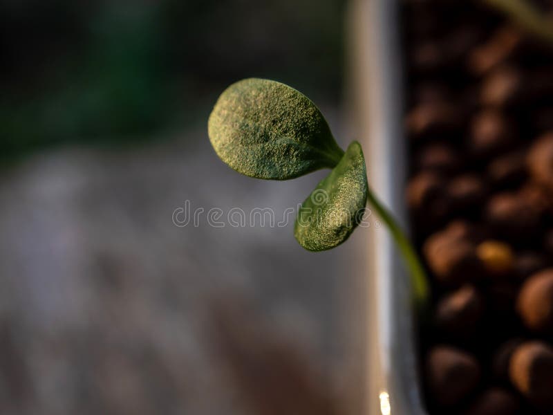 Young Seedlings of Weed Growth in the Pot Stock Image - Image of young ...
