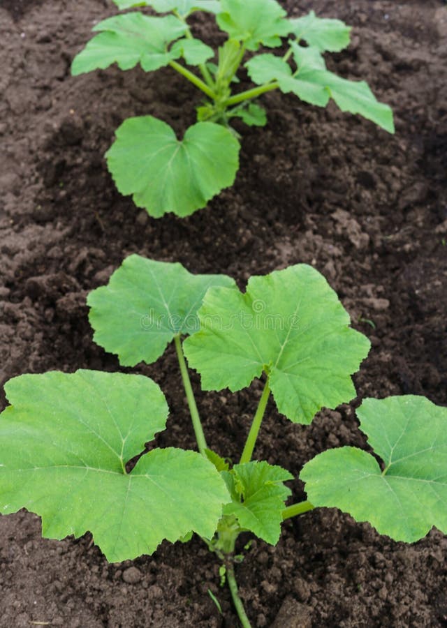 Young Seedlings of Zucchini in the Garden Stock Image - Image of grow ...
