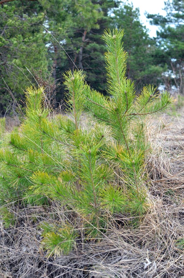 Young Self-seeding Pine Tree Stock Photo - Image of closeup, growth ...