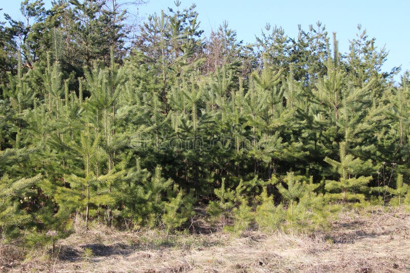 Young Self-seeding Pine Tree Stock Photo - Image of evergreen, summer ...