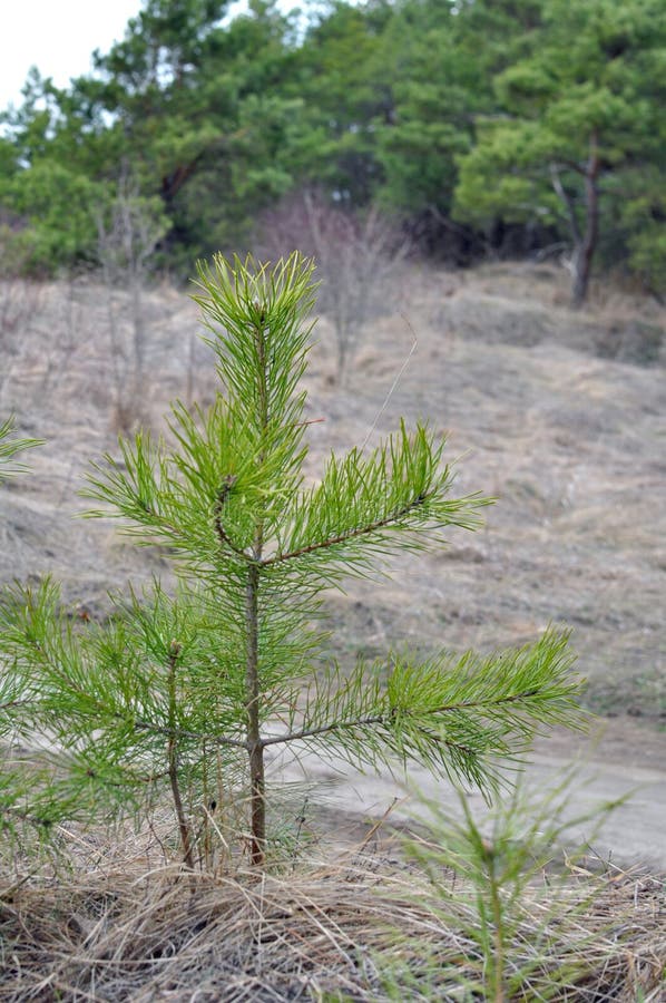 Young Self-seeding Pine Tree Stock Image - Image of sapling, season ...